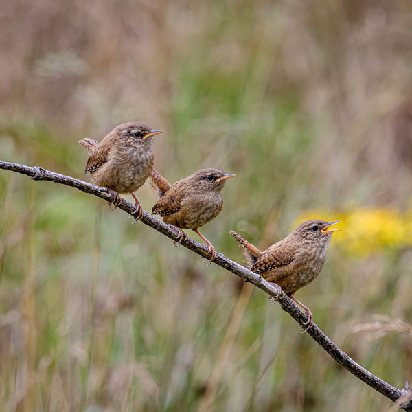 A Chime of Wrens – Meadow in My Garden