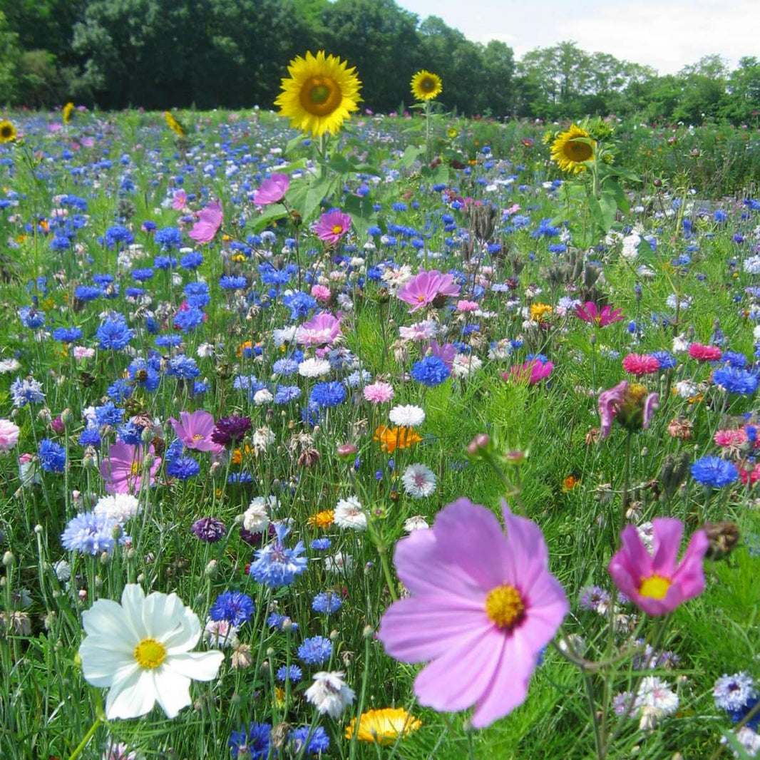 Flowerbed Meadows – Meadow in My Garden