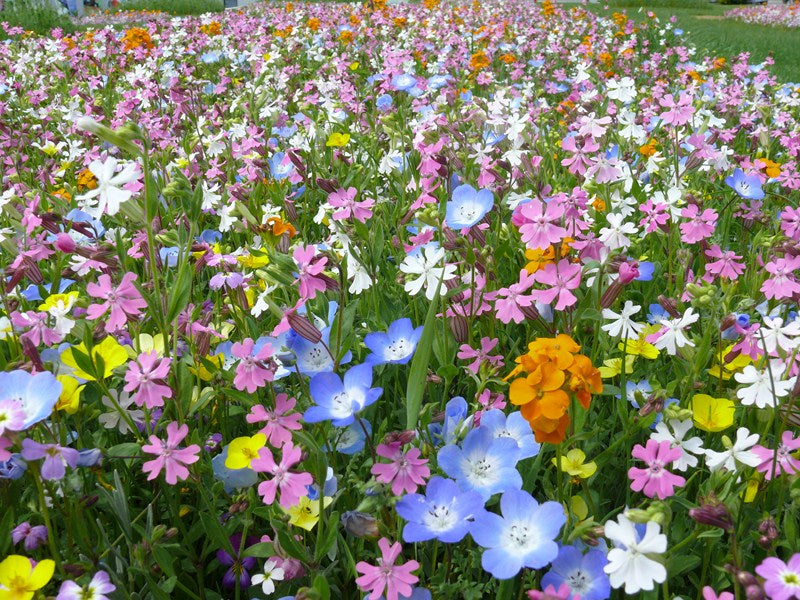 Extra Short – Meadow in My Garden