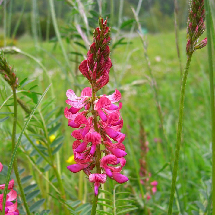 Sainfoin – Meadow in My Garden